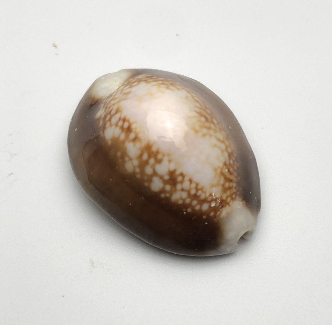 Rare Subspecies Cypraea Caputserpentis Argentata Cowry Cowries Shell ...
