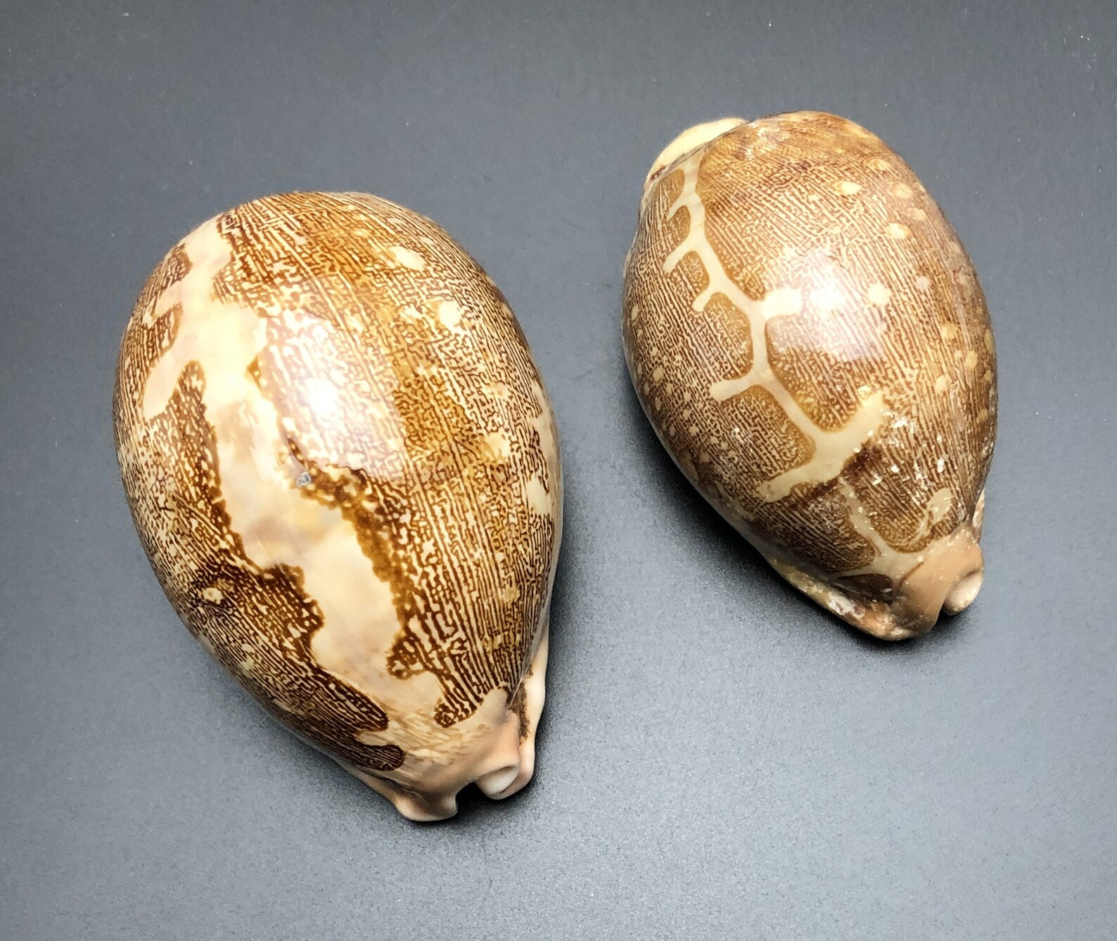 Cute Pink and Flesh Colored Map Cowry 1105 Unusual Pattern Indo-pacific ...