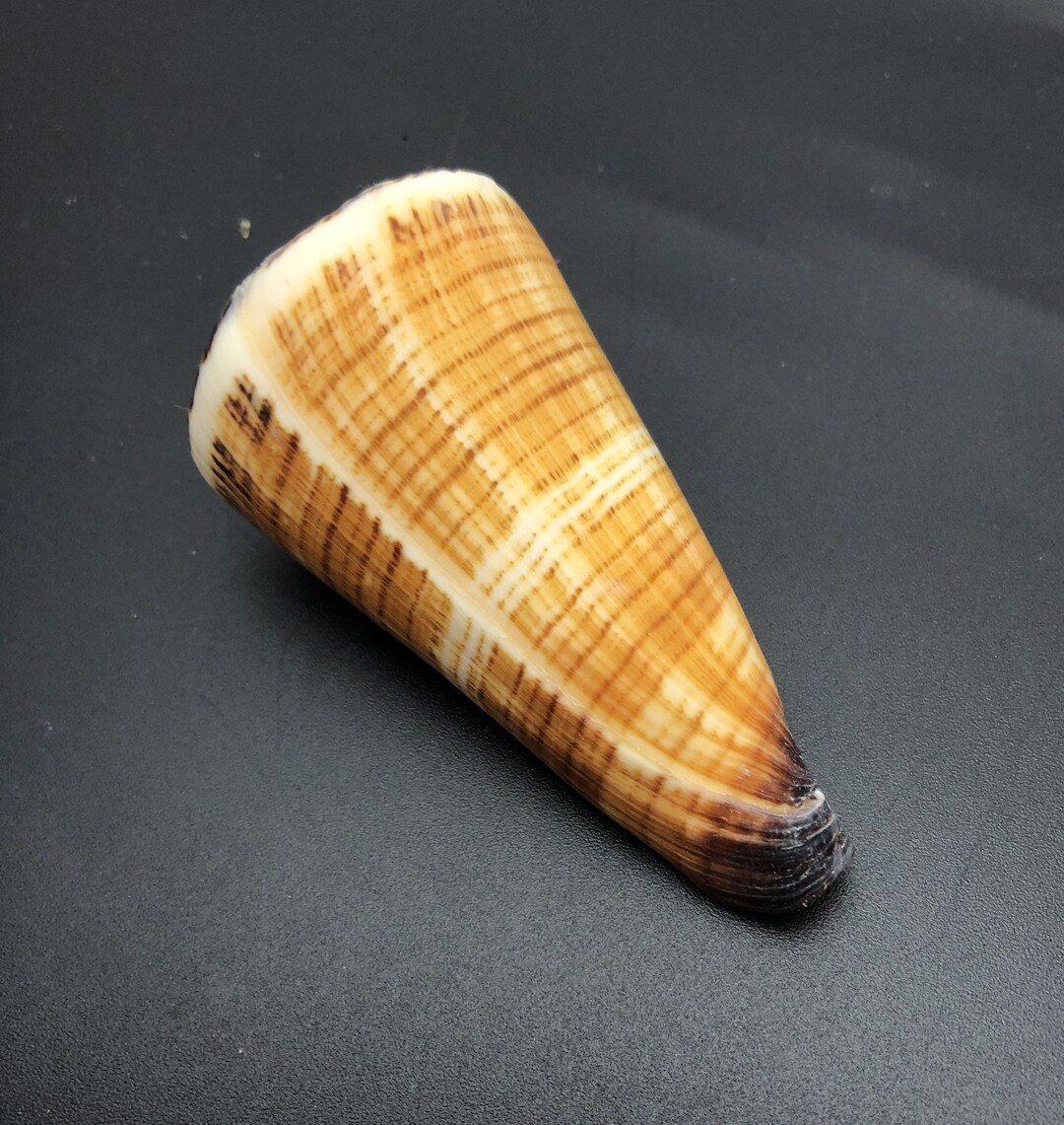 Sea Rainbow Cone Shell Conus Thalassiarchus Azona #1145 Sea Ocean Beach ...