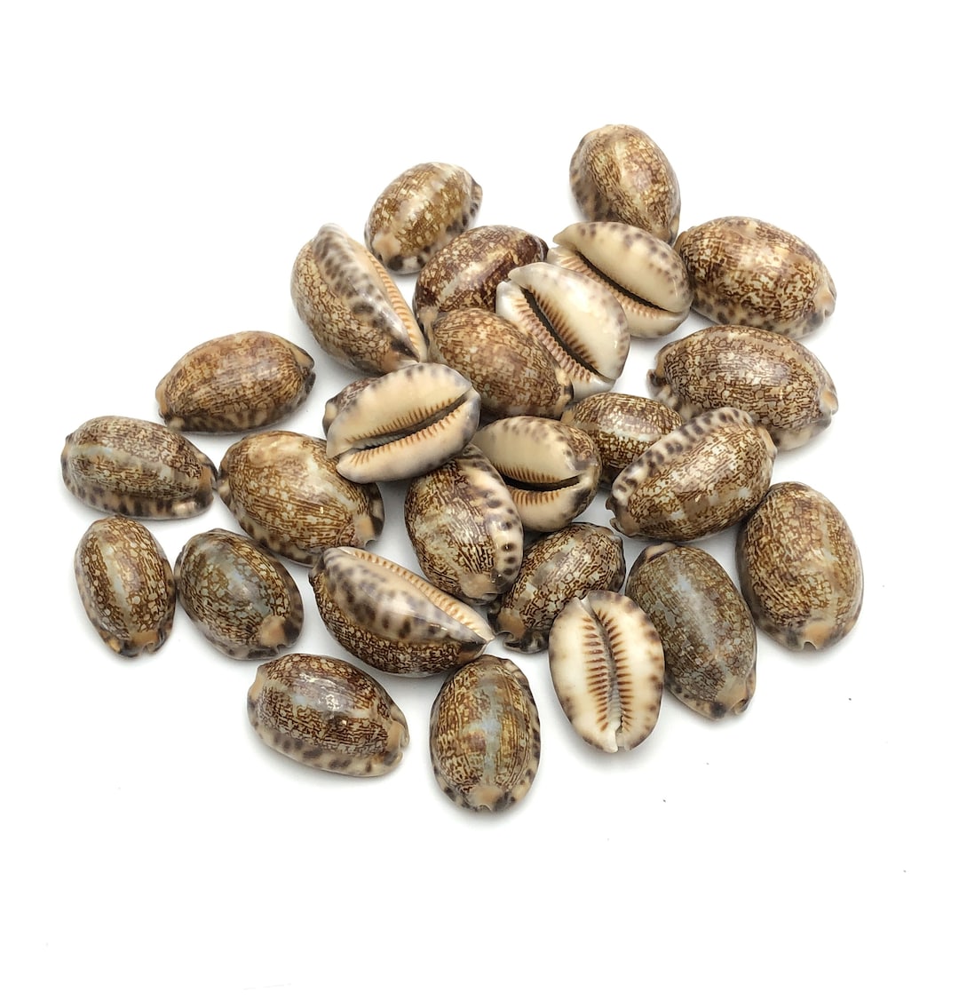 Lot of 50 Pieces Arabian Cowrie Craftshells Cypraea Arabica Bulk Shells ...