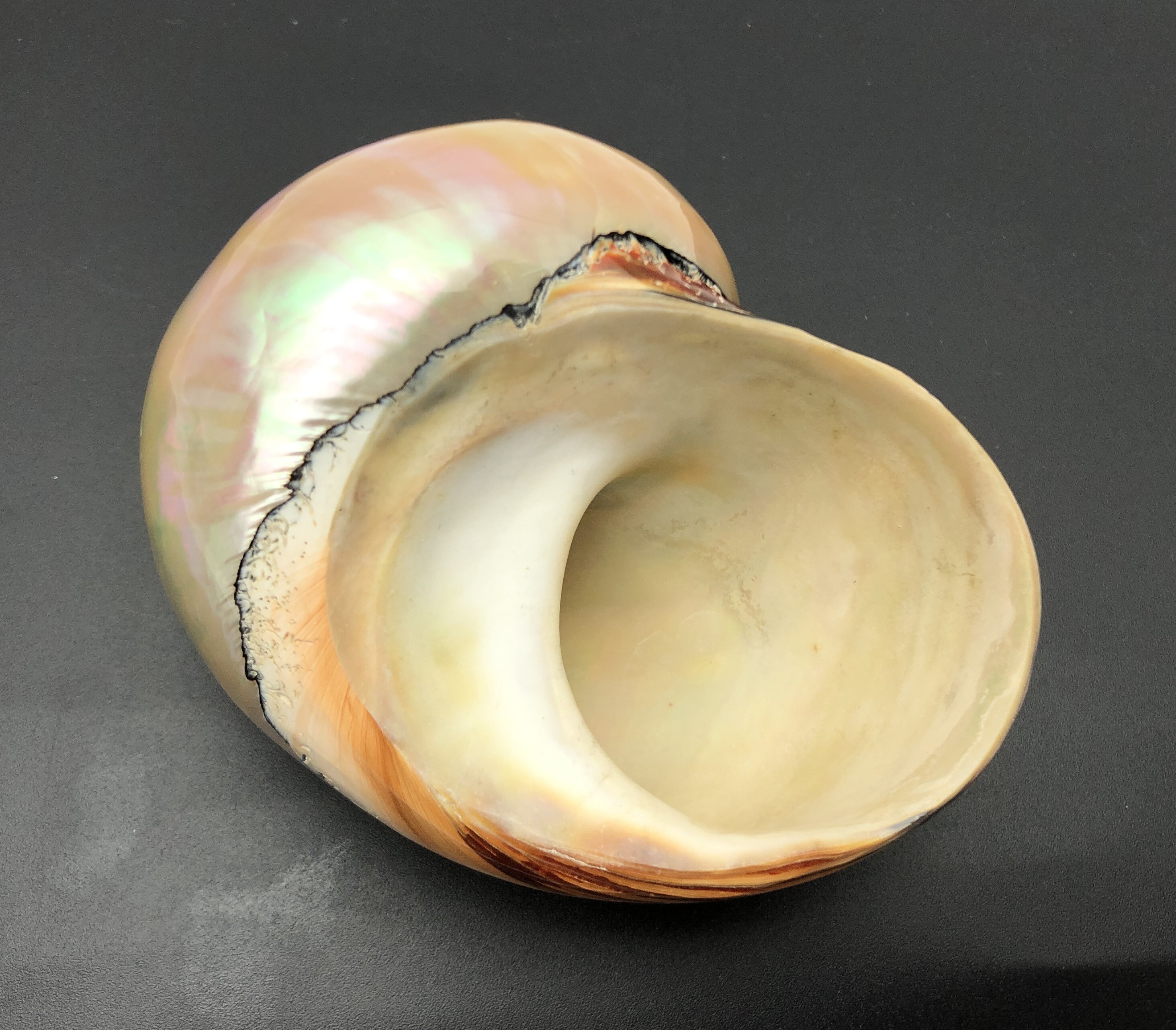 Big Size South African Turban Shell for Hermit Crabs 4.5 Cm 1.77 Inches ...