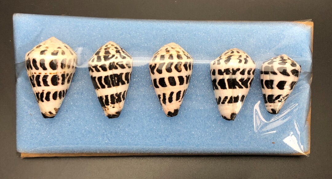 Set of 5 Pieces Hebrew Cone Shell Conus Ebraeus Maritim Beach Triton ...