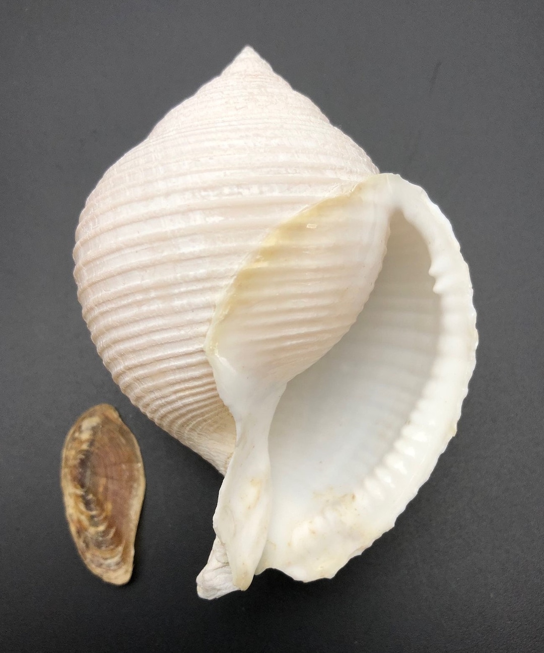 Rare Deep Sea Bonnet Shell From Scotland Seashell Sea Maritime Beach ...