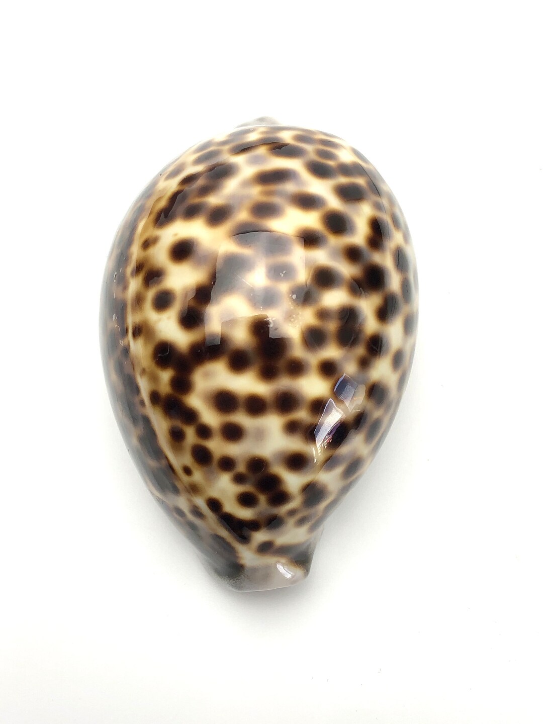 Dark Mantel Line on the Side cypraea Tigris Pardalina Philippines Sea ...