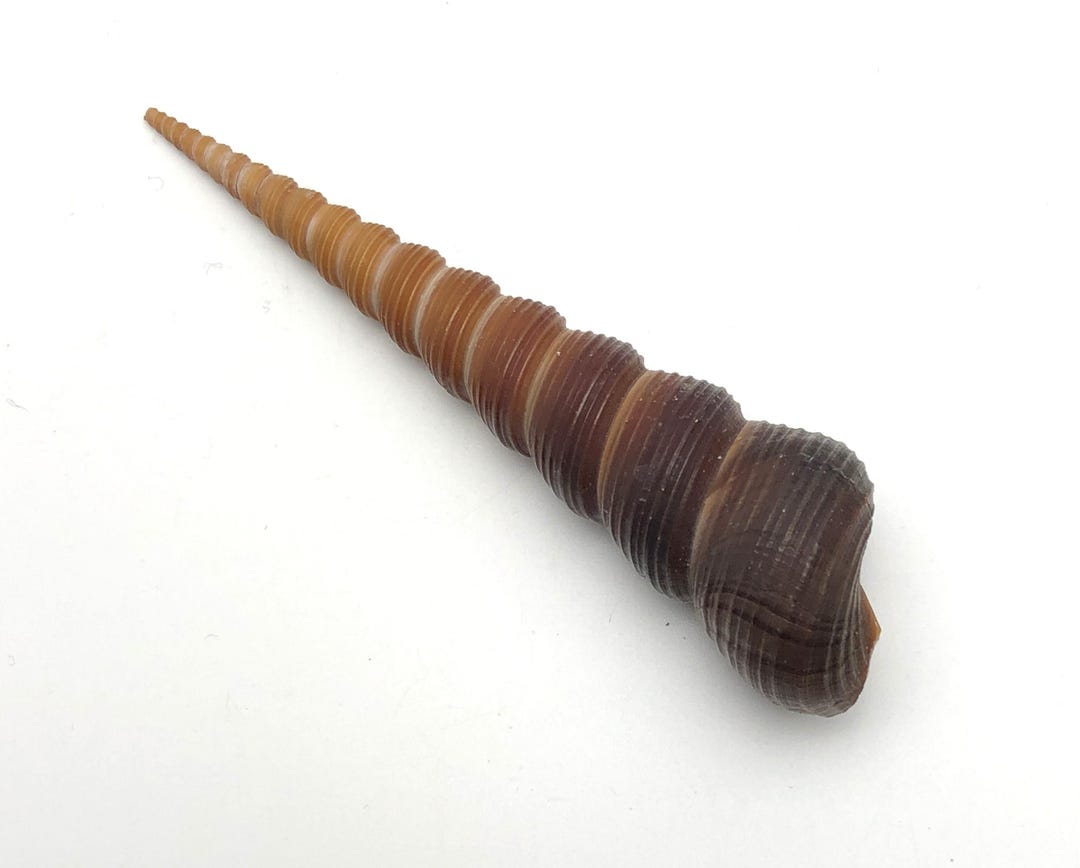 Screwed Turret Snails #turritella Terebra# Sea Shell Maritim Beach ...