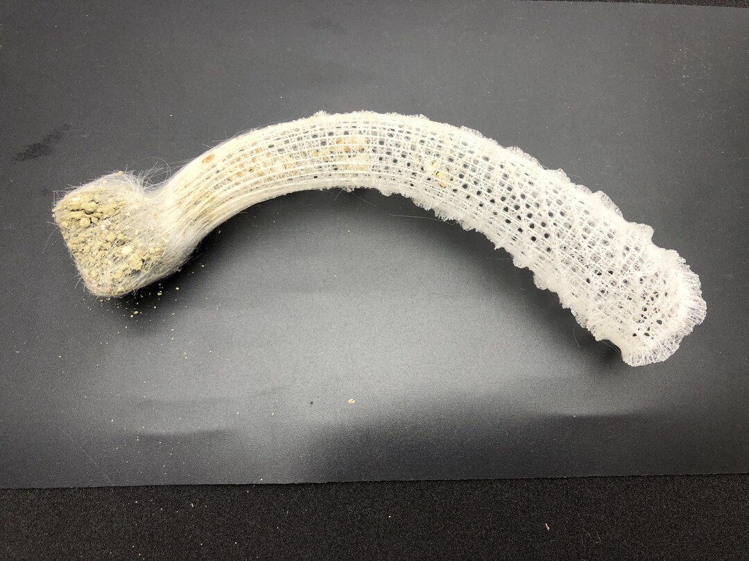 Venus Flower Basket Shell Euplectella Aspergillum Sea Maritime Beach # ...