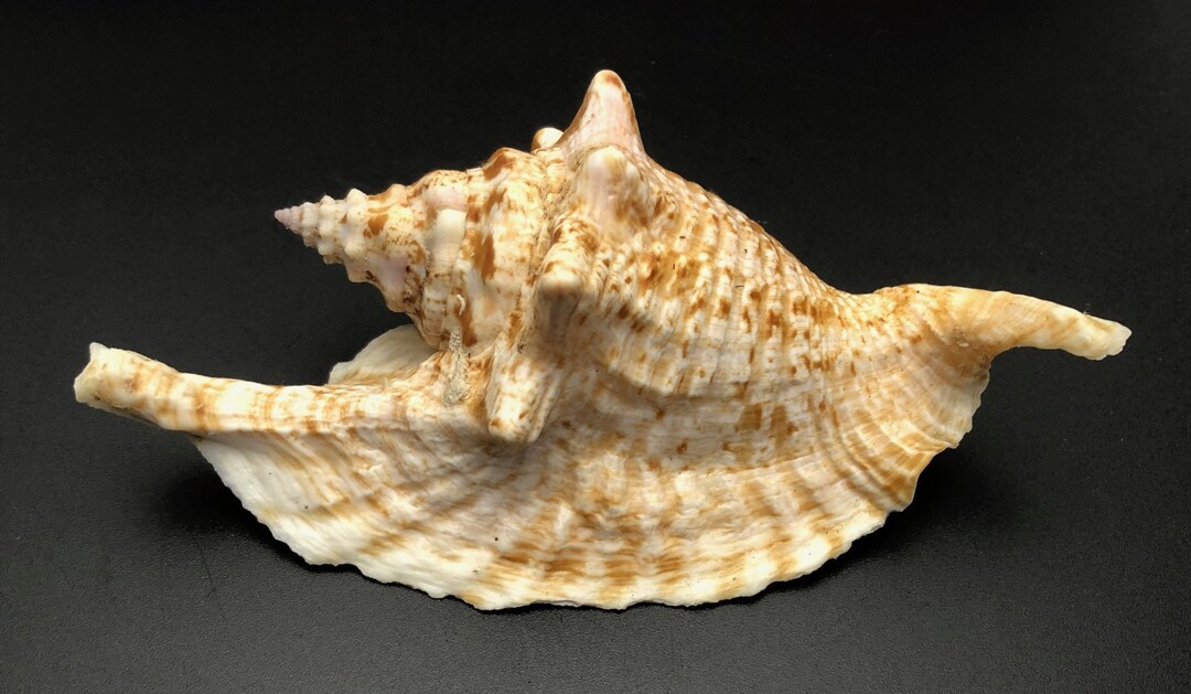 Strombus Gallus Brazil Sea Shell Maritim Beach 1065 - Etsy