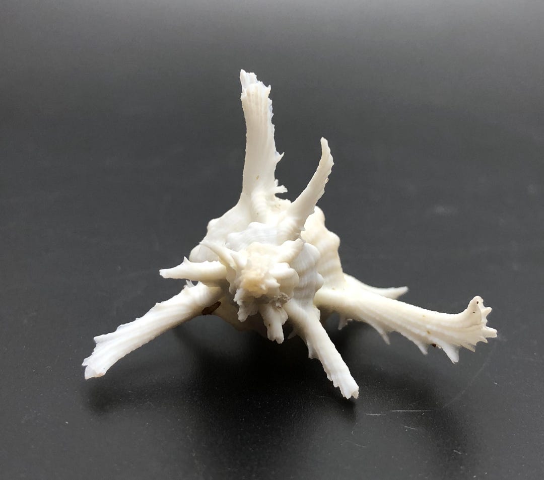 Axicornis Murex #1245 Sea Shell Collectors Quality Extra Long Spines ...