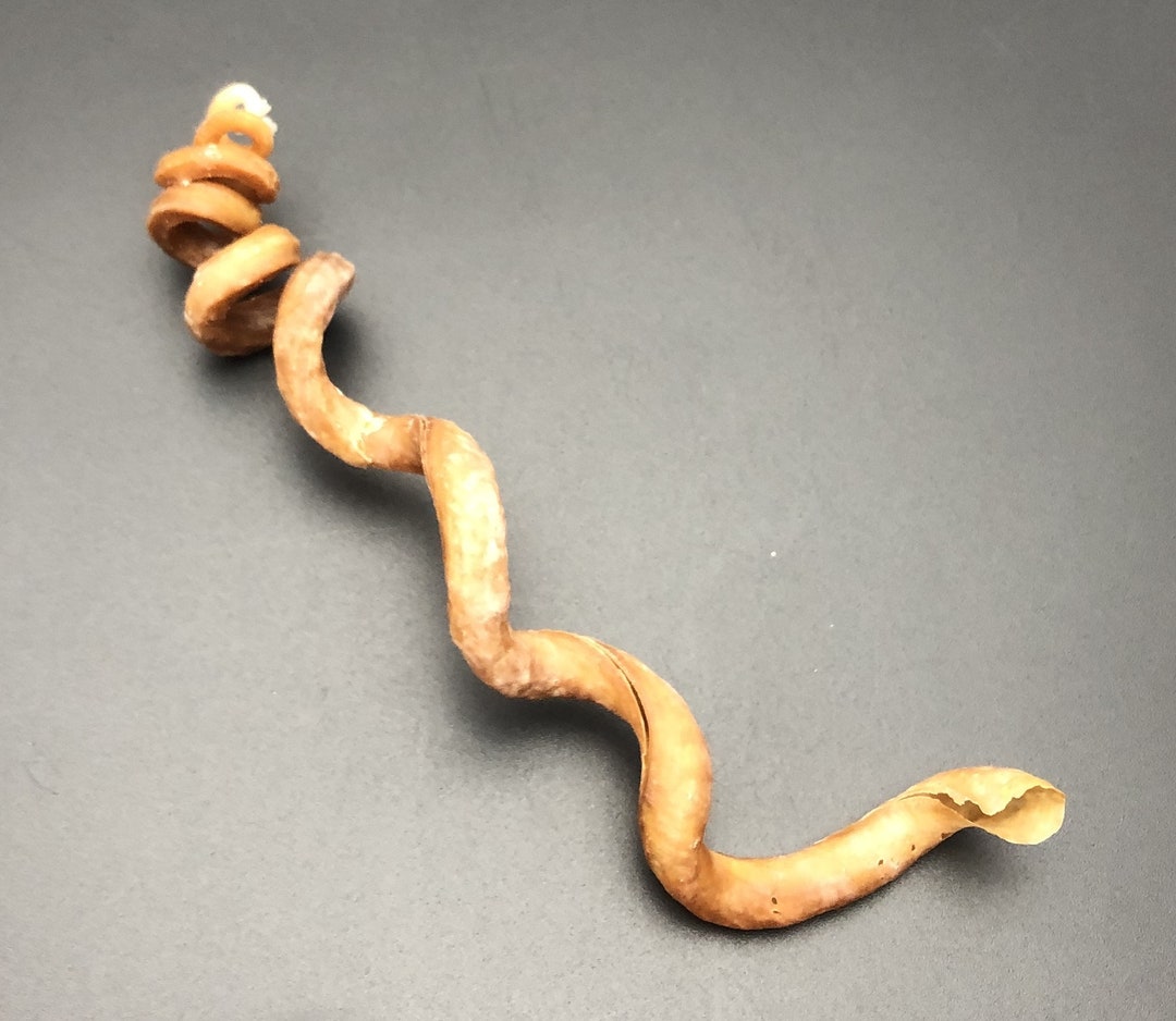 Curiosity Worm Shell From the Philippines 16 Cm Sea Maritime - Etsy