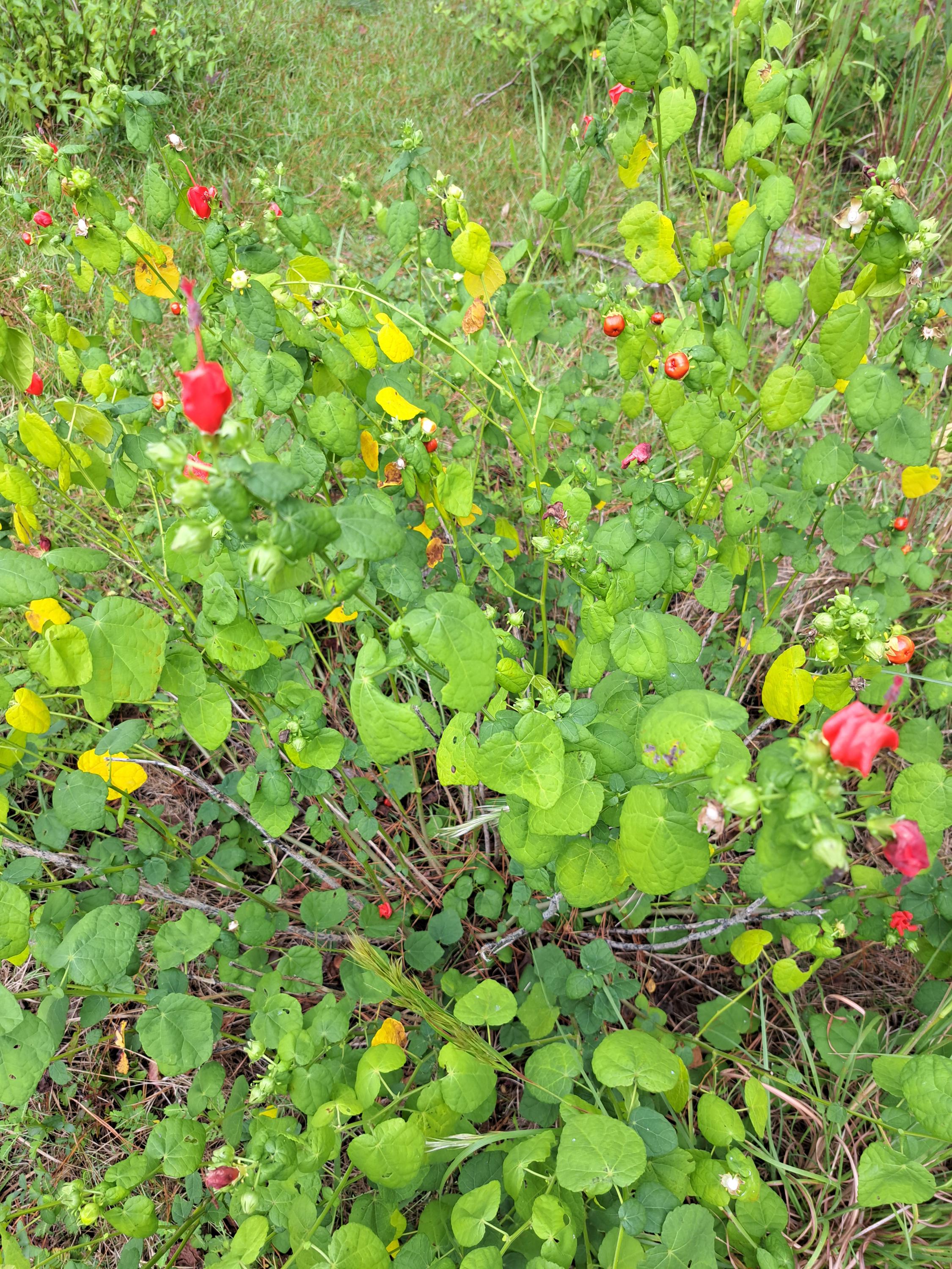 Turks Caps. Malvaviscus Arboreus. 5 Seed Pods (approx 25 Seeds ...