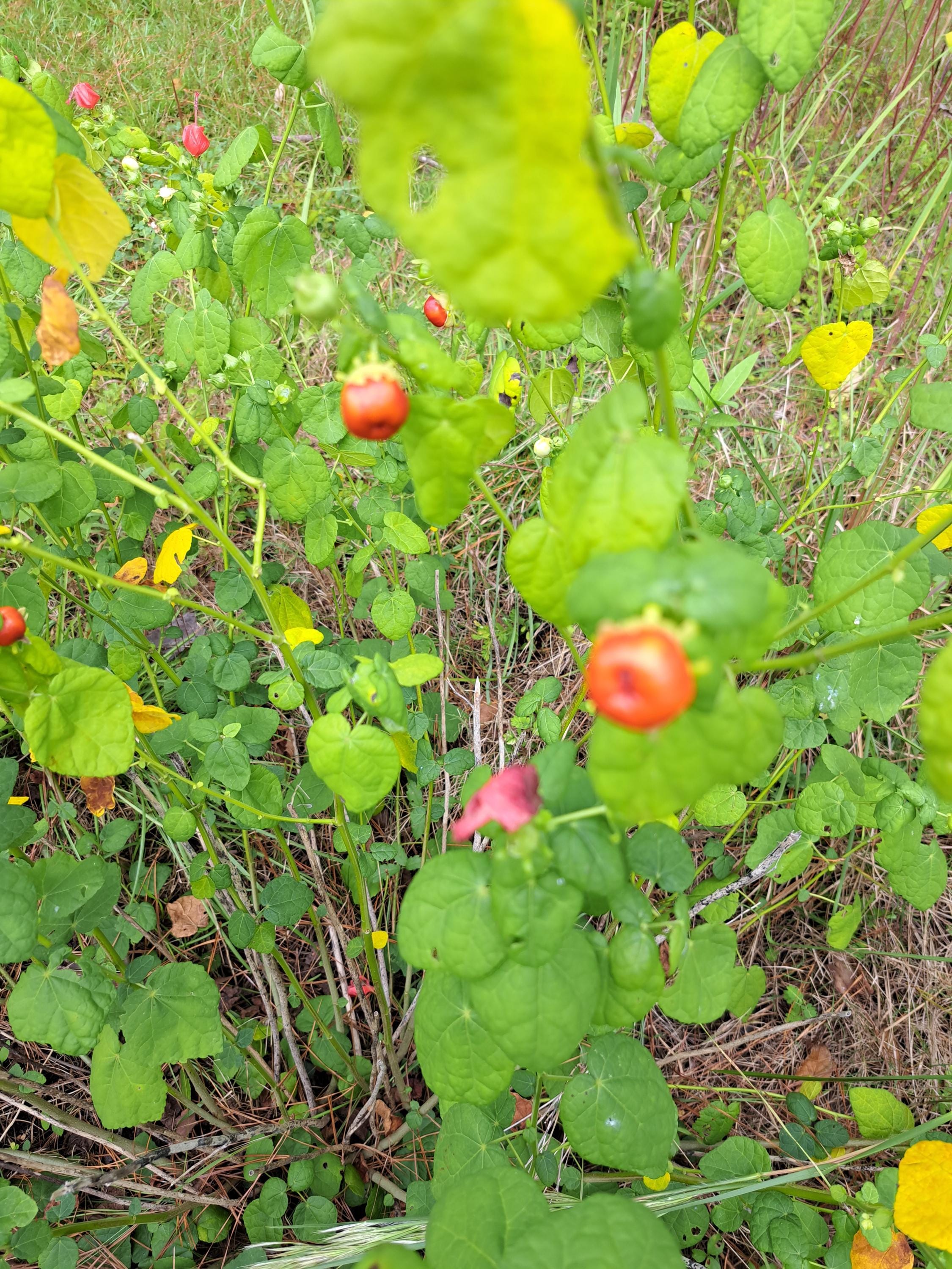 Turks Caps. Malvaviscus Arboreus. 5 Seed Pods (approx 25 Seeds ...
