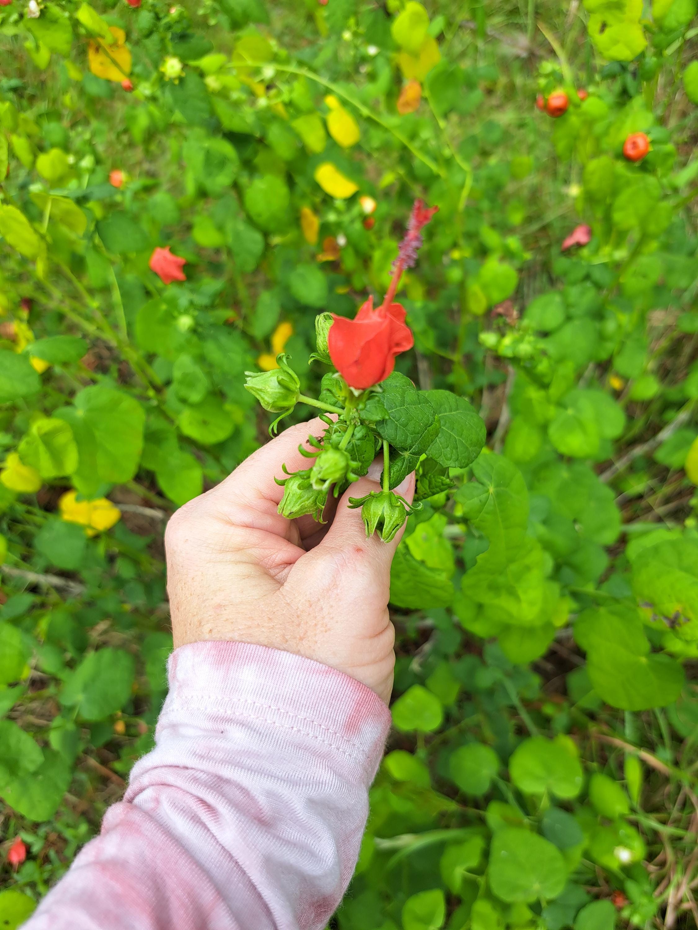 Turks Caps. Malvaviscus Arboreus. 5 Seed Pods (approx 25 Seeds ...