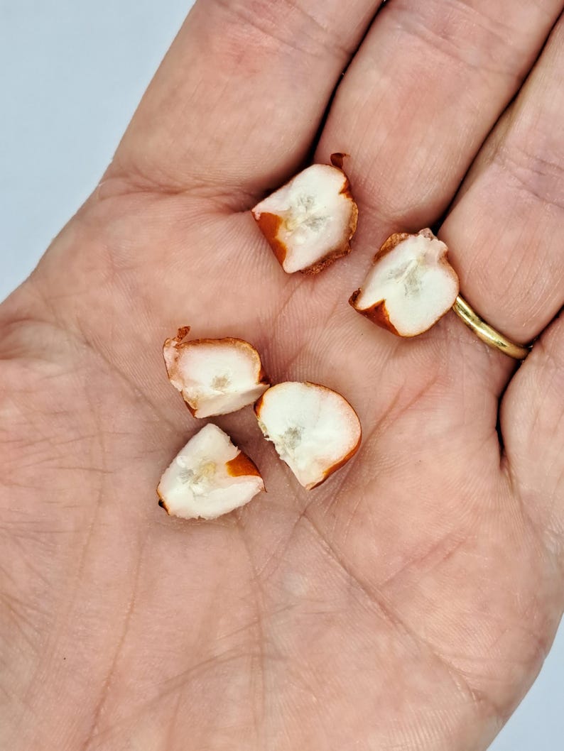 Turks Caps. Malvaviscus Arboreus. 5 Seed Pods (approx 25 Seeds ...