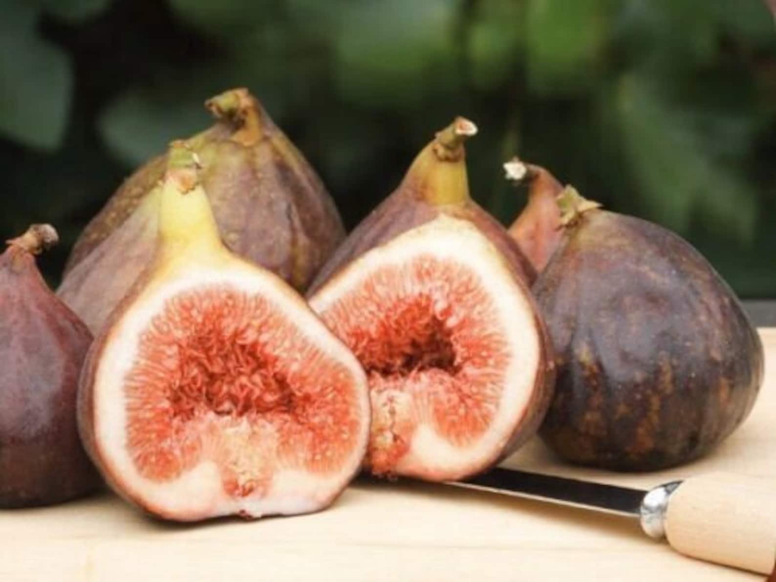 King Figs Sweet Fresh Viable 50 Seeds Cold Tolerant & Decadent | Etsy