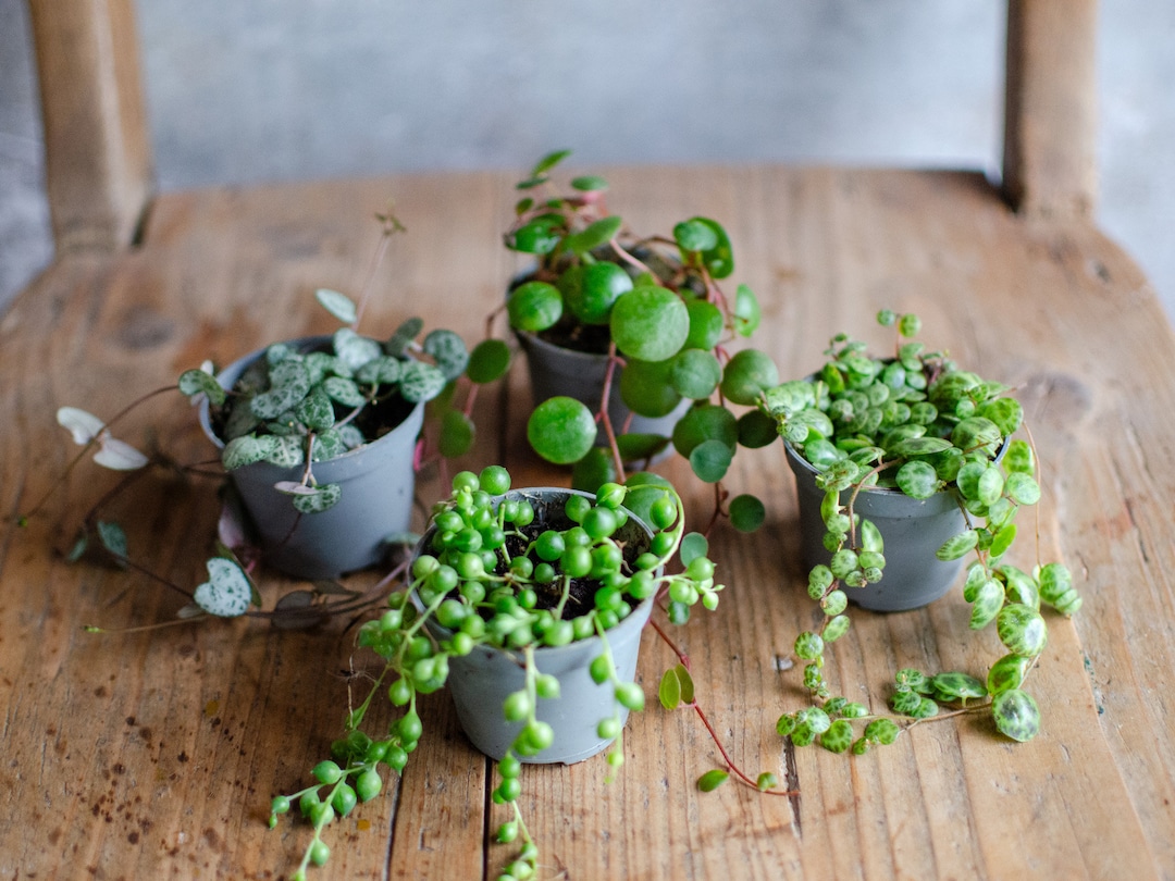 4-er Set String of hearts, String of Turtles, String of Pearls, String ...