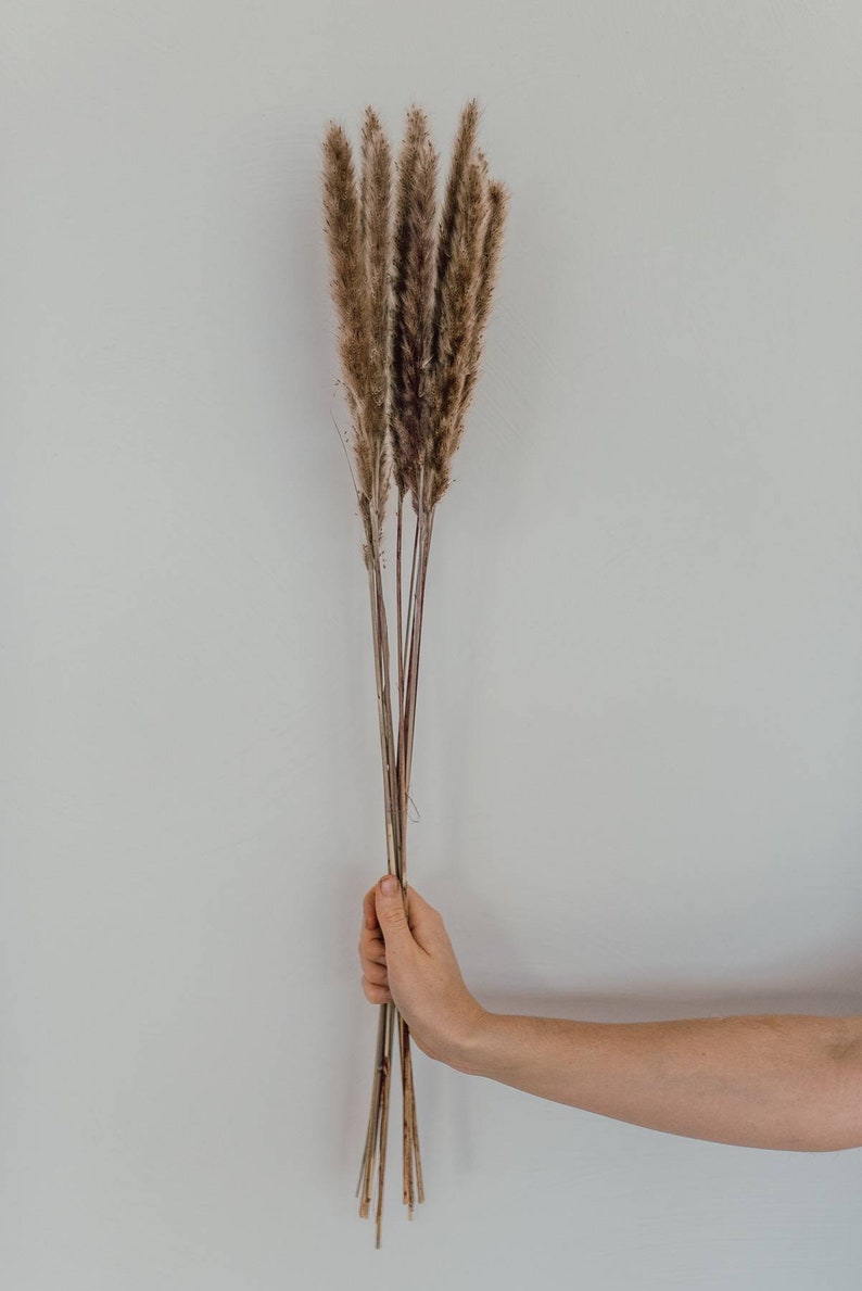 Fluffy Pampasgras, Mini-Pampasgras, braun, Natur, Trockenblumen ...