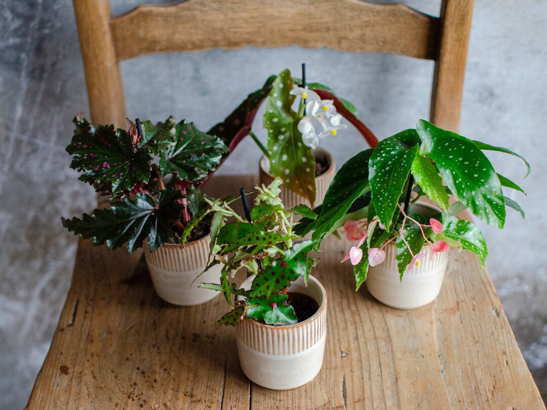 4er Set Baby Begonien Begonia Maculata - Etsy.de