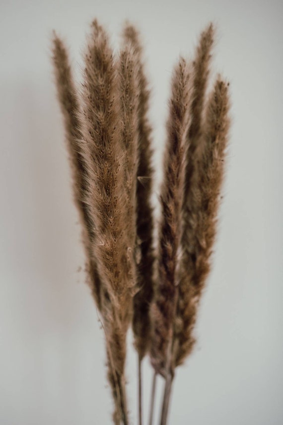 Fluffy Pampasgras Mini-Pampasgras braun Natur - Etsy