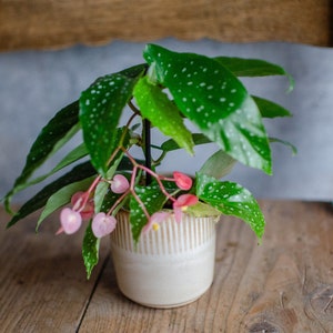 4er Set Baby Begonien Begonia Maculata - Etsy.de