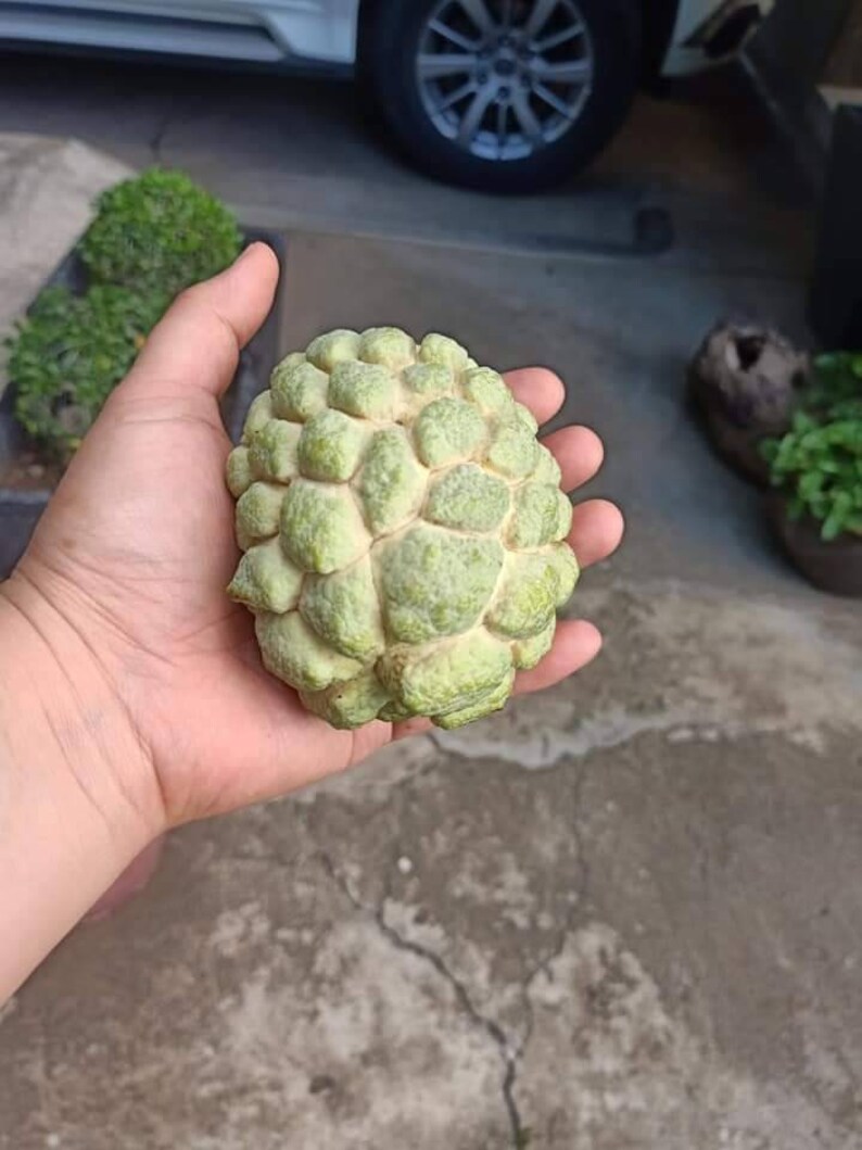 Atis seeds Annona Squamosa seeds sugar apple seeds custard | Etsy