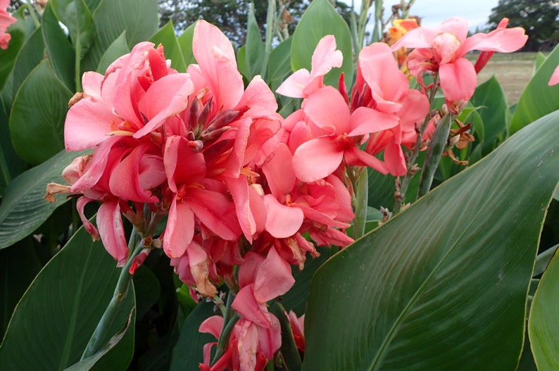 Pink Canna Lily Seeds Canna Indica Plant Seeds Perrenial | Etsy