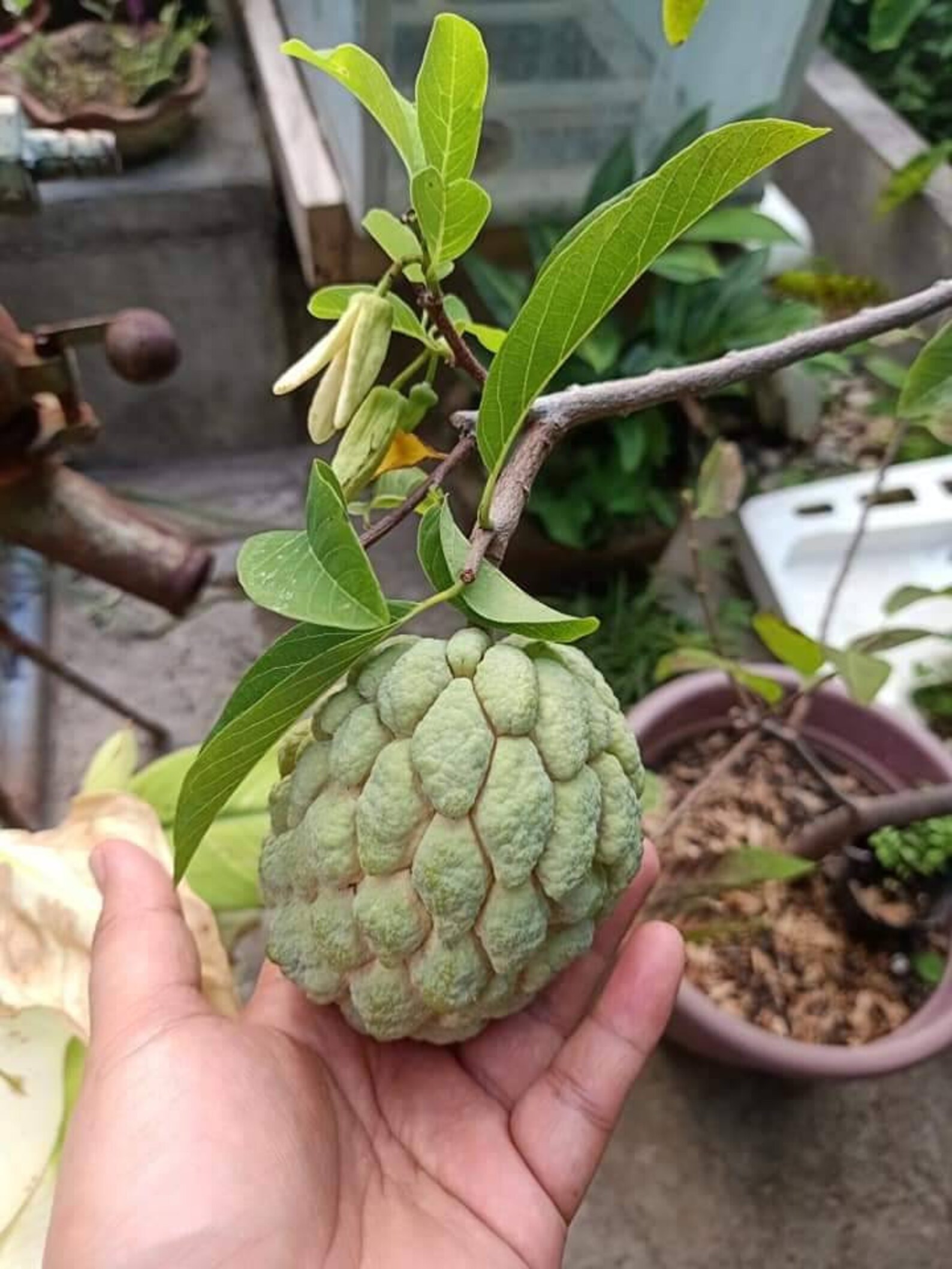 Atis seeds Annona Squamosa seeds sugar apple seeds custard | Etsy
