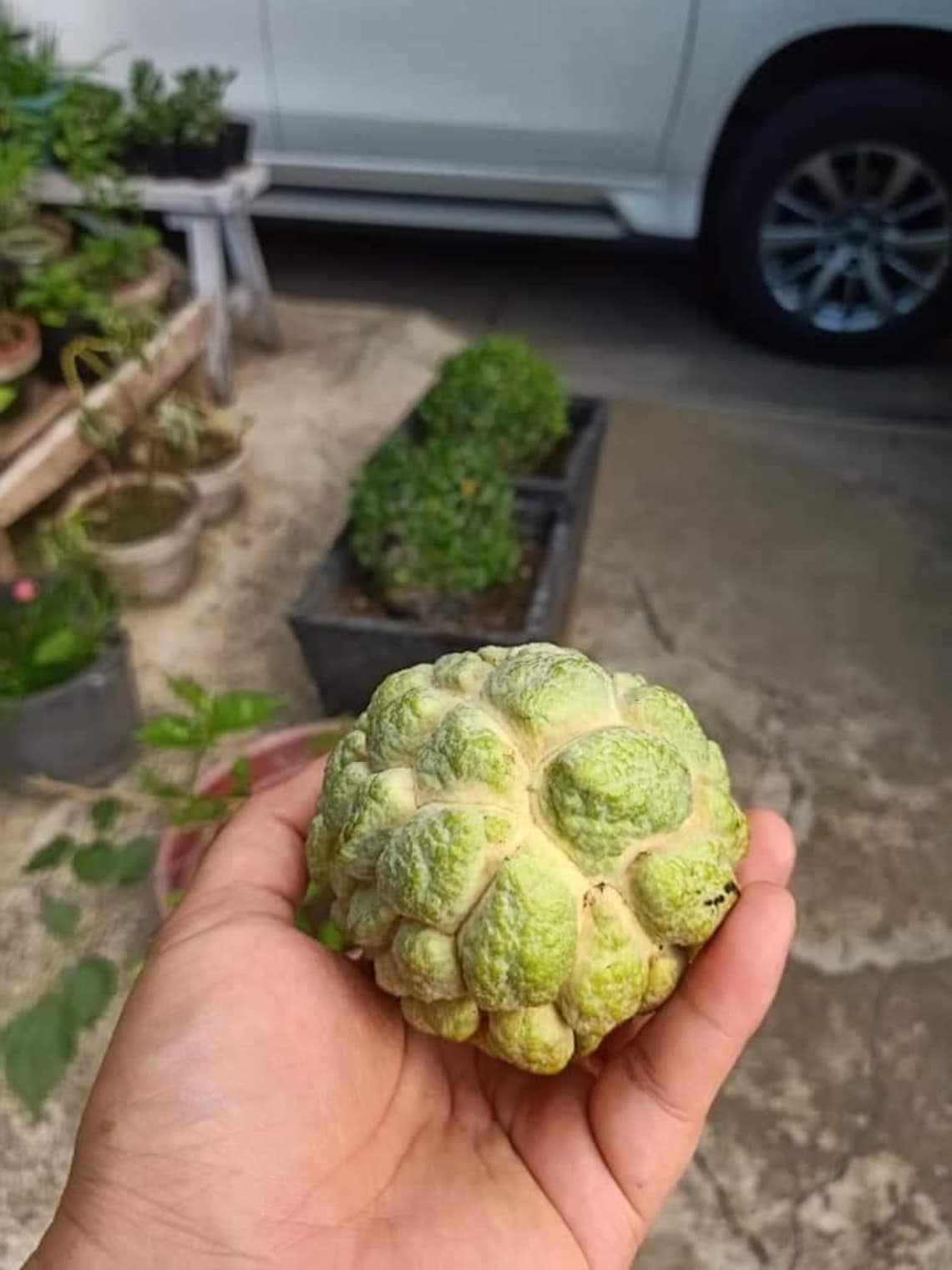 Atis seeds Annona Squamosa seeds sugar apple seeds custard | Etsy