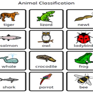 KS1 Science Vocabulary and Activities - Etsy