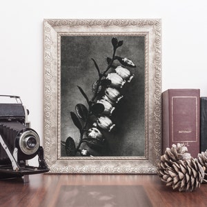 Dark Goth Oddities Moody Home Decor Printable Gallery Wall Art Set - Etsy