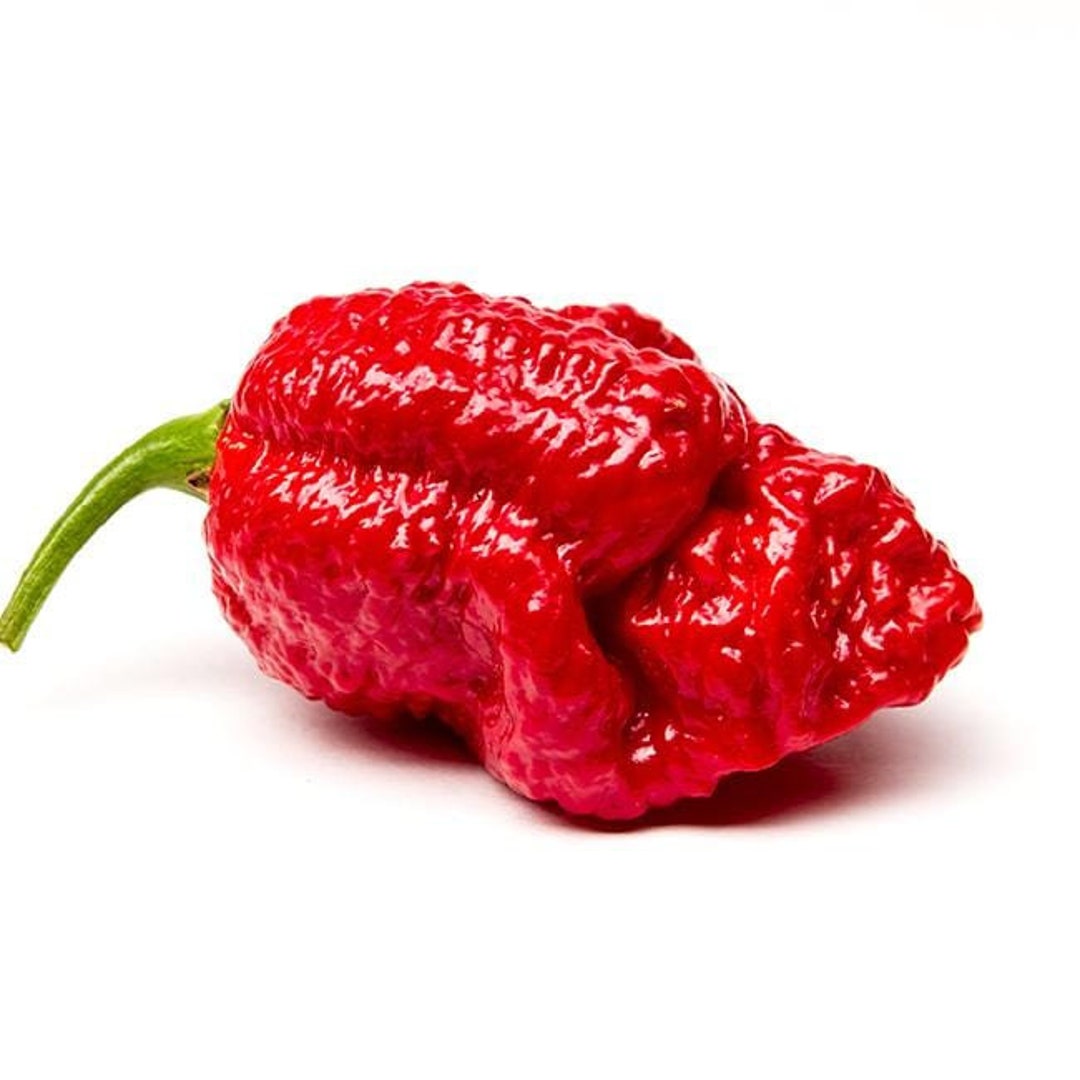 Red Scotch Brain Strain Pepper Seeds (7 Pot Strain) - Etsy
