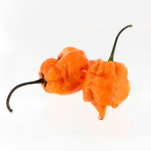Orange Carolina Reaper Pepper Seeds - Etsy
