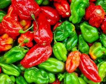 AJI DULCE 1,pepper Seeds,known as Ajicitoo,aji Gustoso,ají Cachucha ...