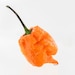 Orange Carolina Reaper Pepper Seeds - Etsy