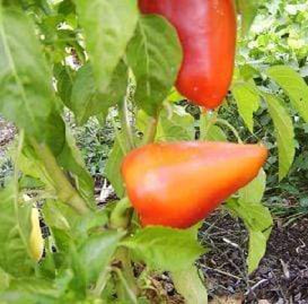 Romanian Sweet Pepper Seeds - Etsy