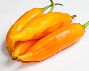 Aji Amarillo Yellow Peruvian Chili Heirloom Pepper Premium Seed Packet ...