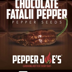 Chocolate Fatalii Pepper Seeds - Etsy