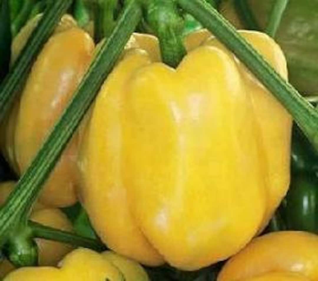 California Wonder Golden Pepper Seeds - Etsy