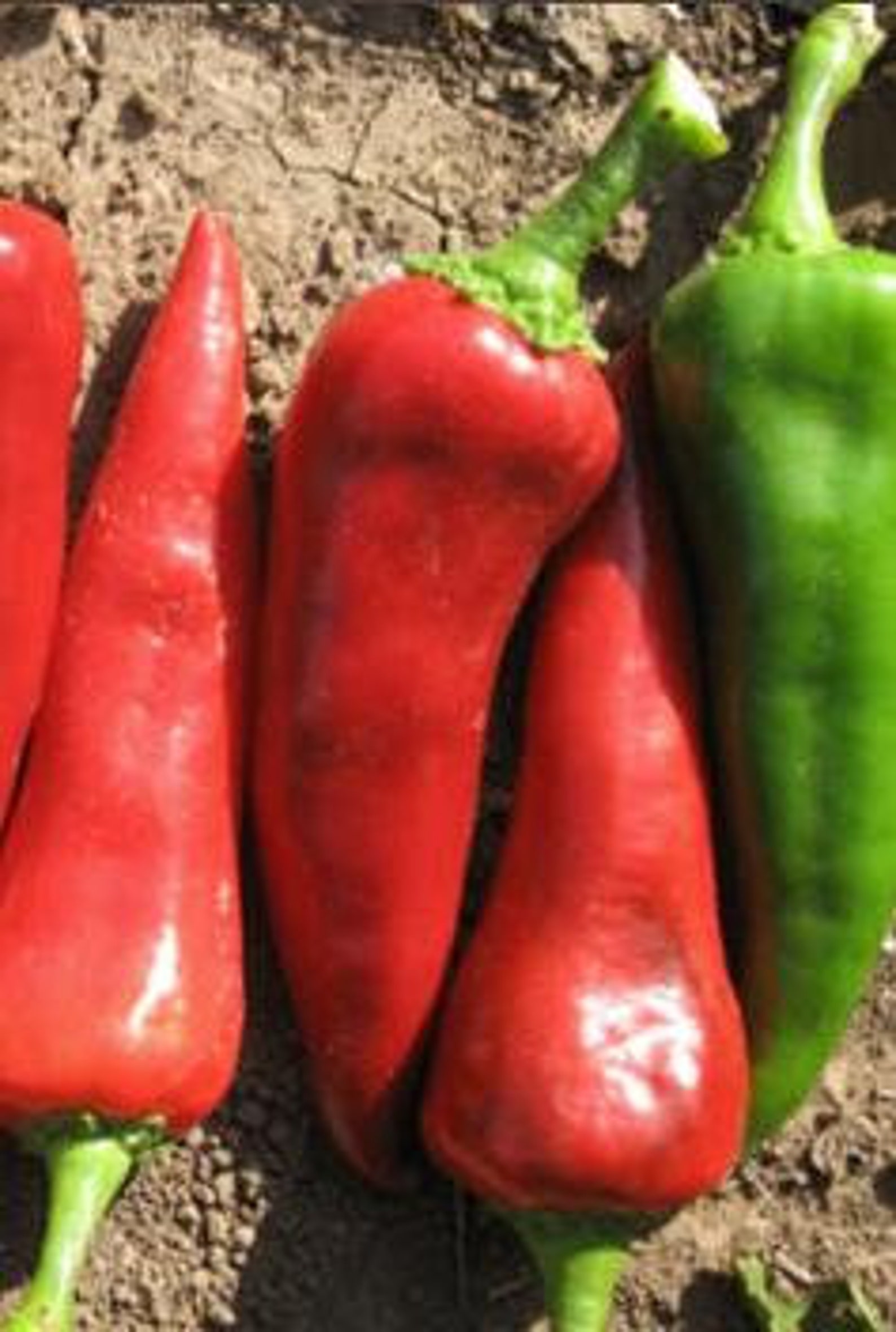 Mosco Chile Pepper Seeds - Etsy