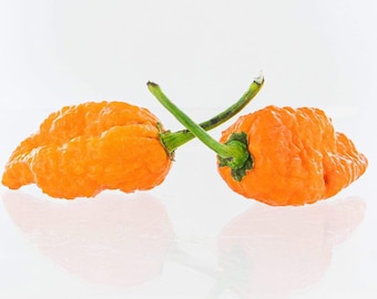 Ruegen Red Alpine Strawberry Fraise Des Bois Premium Seed Packet - Etsy