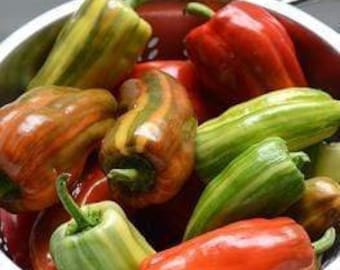 Rare Candy Cane Chocolate Cherry Sweet Bell Pepper Seeds, Variegated Foliage, Hybrid Capsicum ...