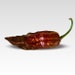 Chocolate Fatalii Pepper Seeds - Etsy