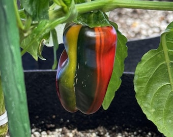 Rare Candy Cane Chocolate Cherry Sweet Bell Pepper Seeds, Variegated ...