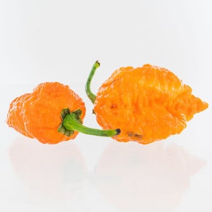 Apocalypse Scorpion X Jays Peach Ghost Scorpion Pepper Seeds - Etsy