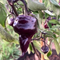 Muscato (orange) Sweet Hybrid Bell Pepper Seeds - Etsy