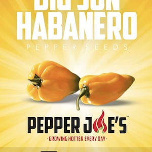 Big Sun Habanero Pepper Seeds - Etsy