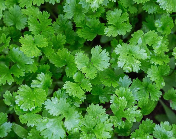 Parsley Root | Organic Parsley Hamburg Seeds | Dutch Parsley Seeds ...