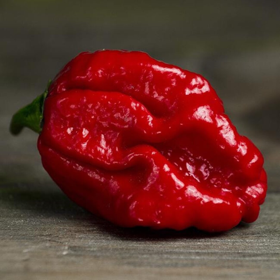 Moruga Trinidad Scorpion Pepper Seeds - Etsy