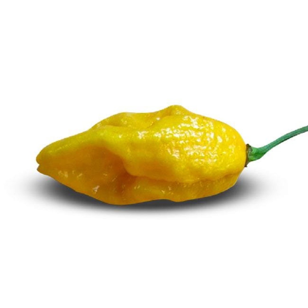 Yellow Devils Tongue Pepper Seeds - Etsy