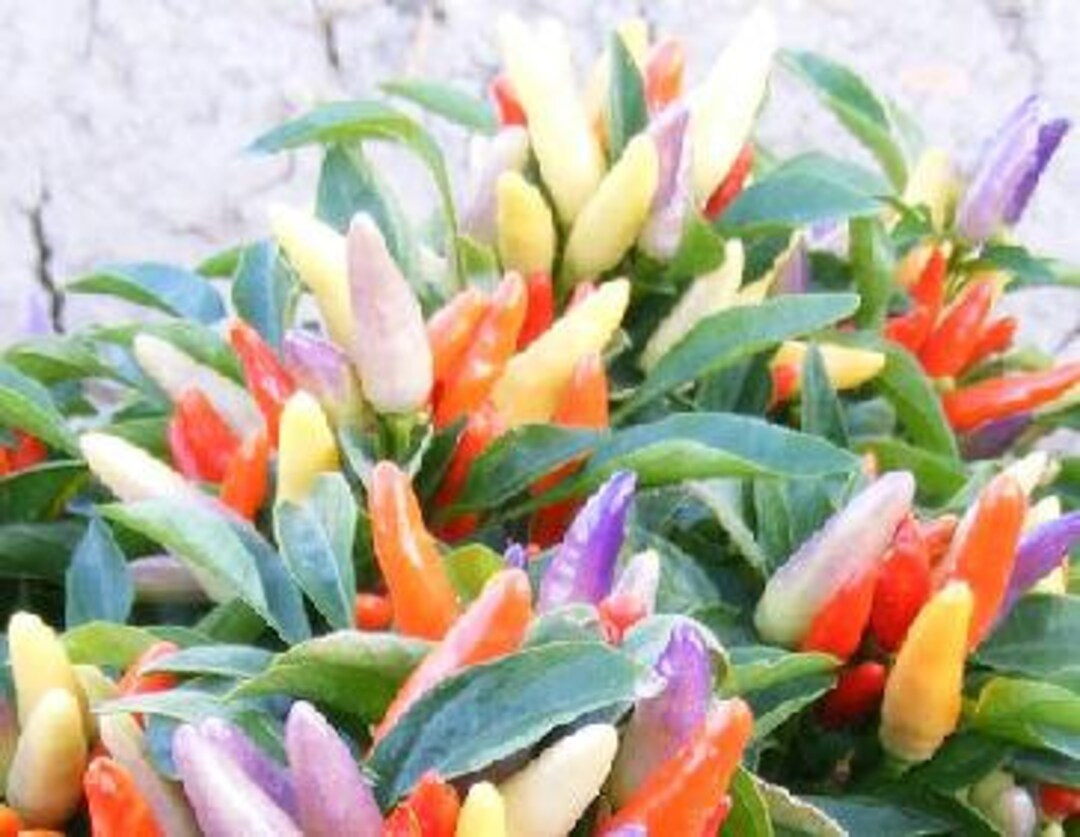 Numex Easter Ornamental Pepper Seeds - Etsy