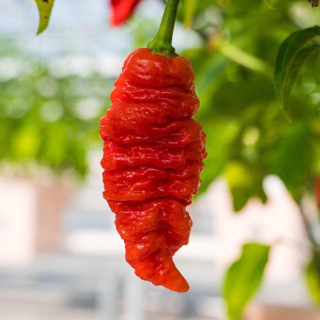 Death Spiral Pepper Seeds - Etsy